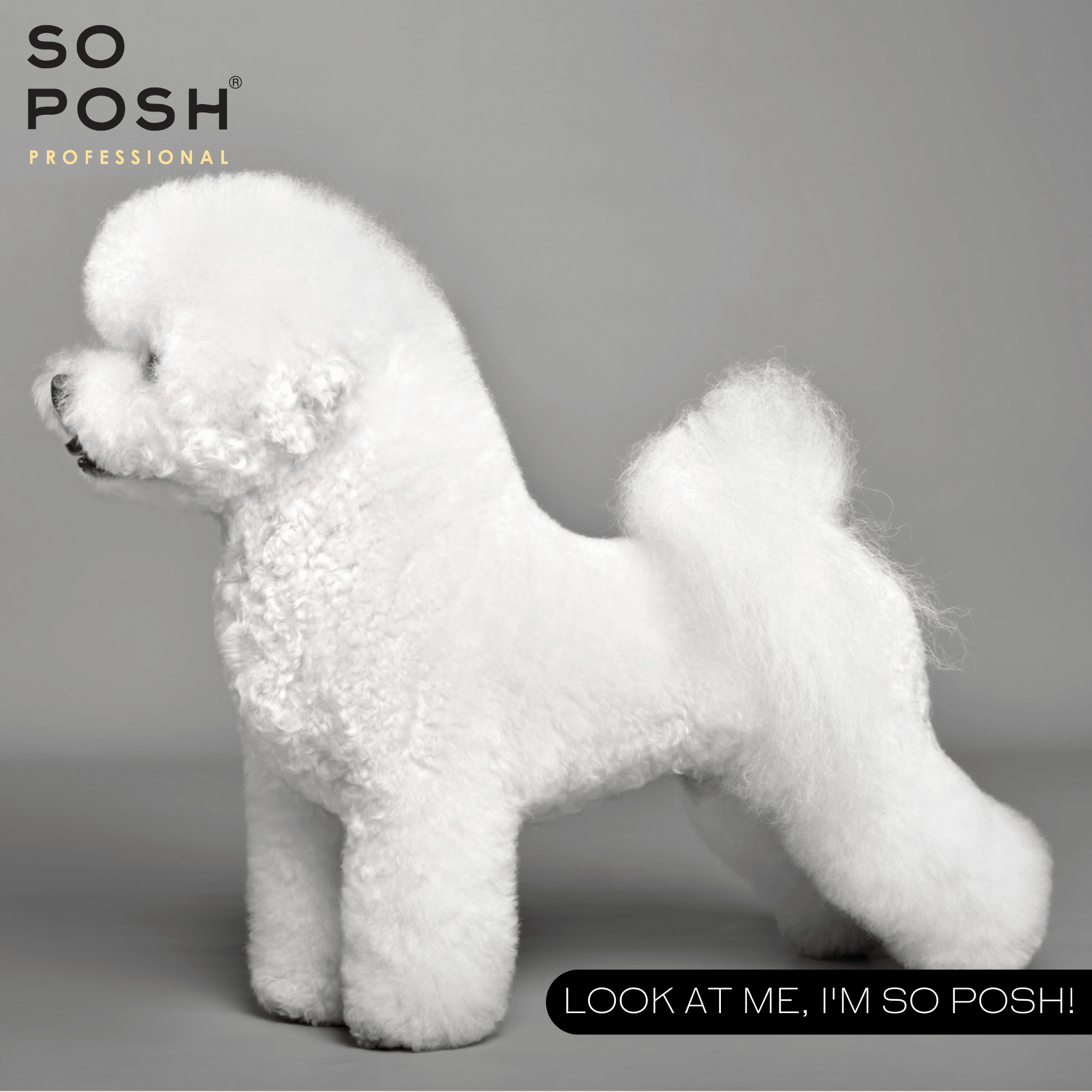 SO POSH - So White Shampoo – So Posh